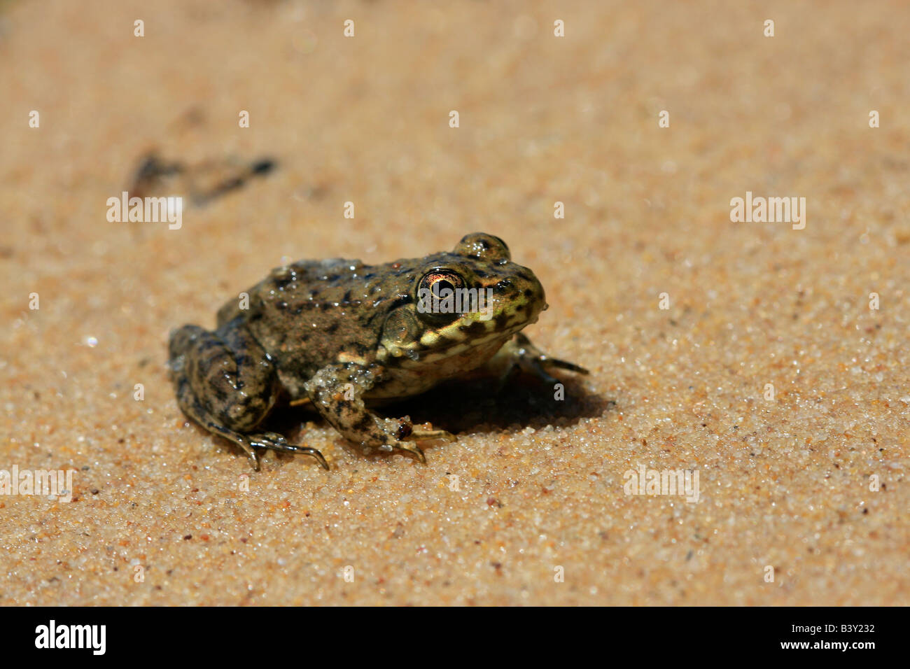 Smile hi res hi-res stock photography and images - Alamy