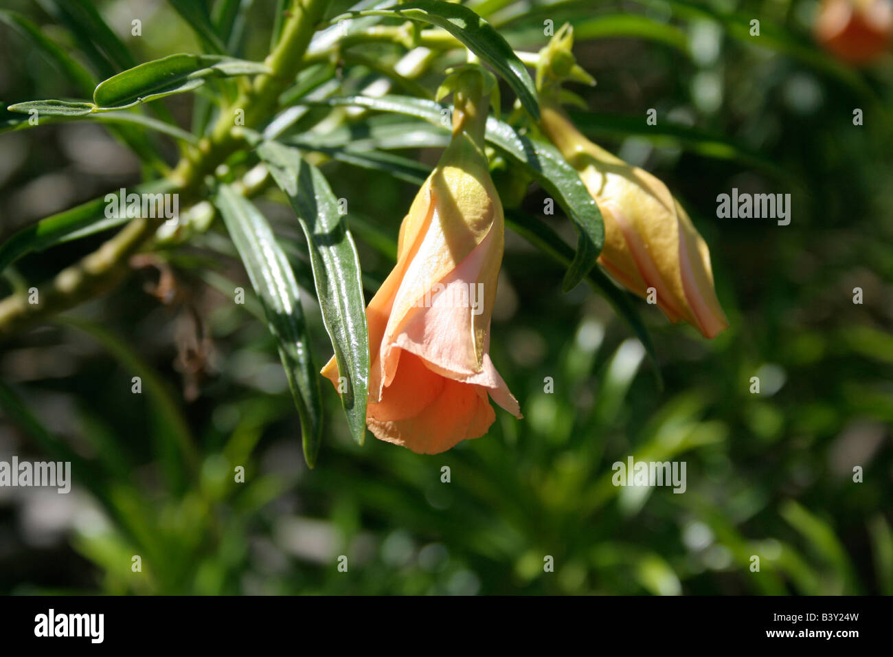 Lucky bean plant hi-res stock photography and images - Alamy