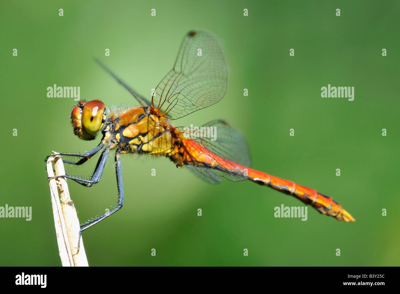 Ruddy Darter (Sympetrum sanguineum), male Stock Photo - Alamy