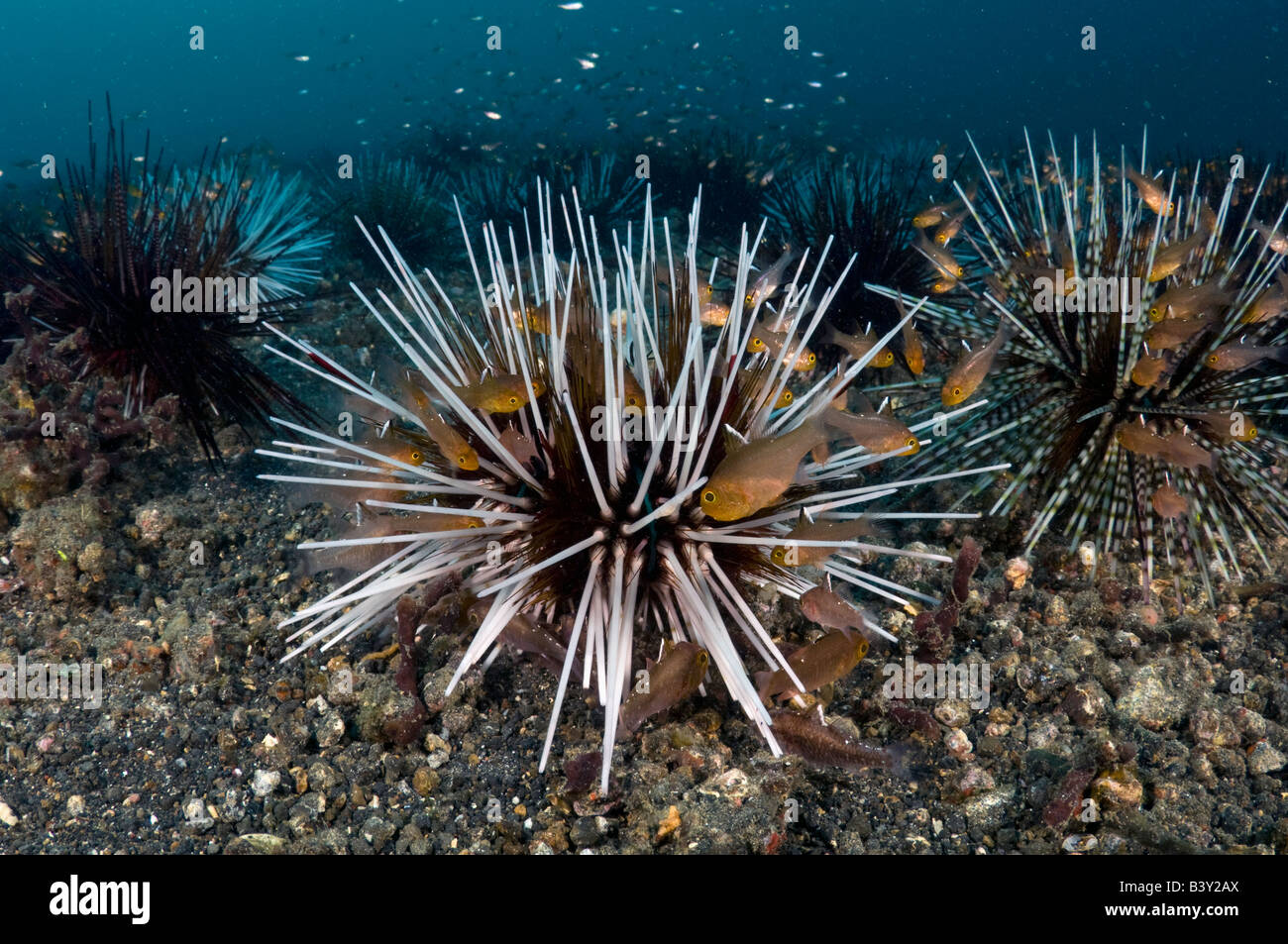 Flagfin cardinalfish hi-res stock photography and images - Alamy