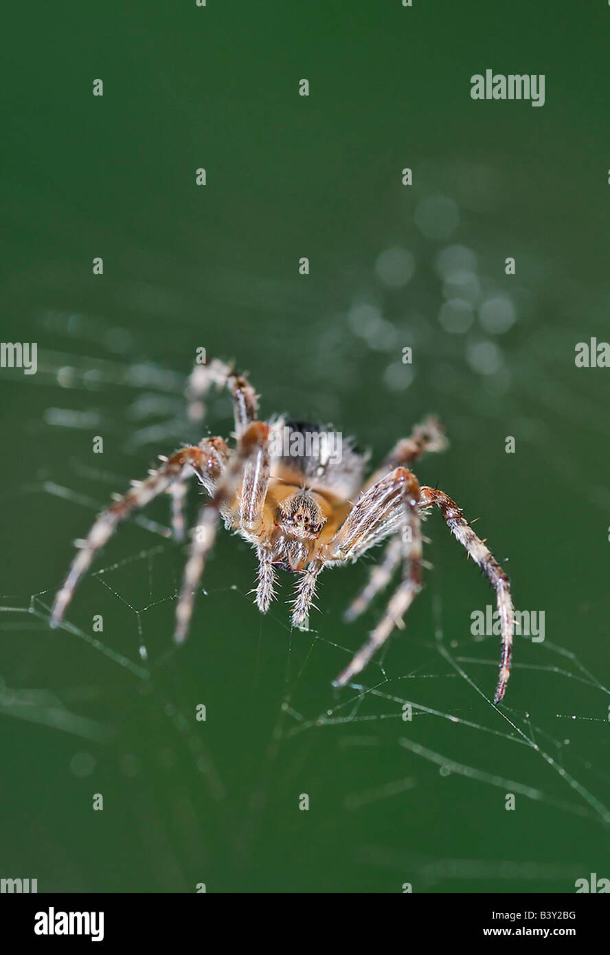 European garden spider Araneus diadematus Stock Photo - Alamy
