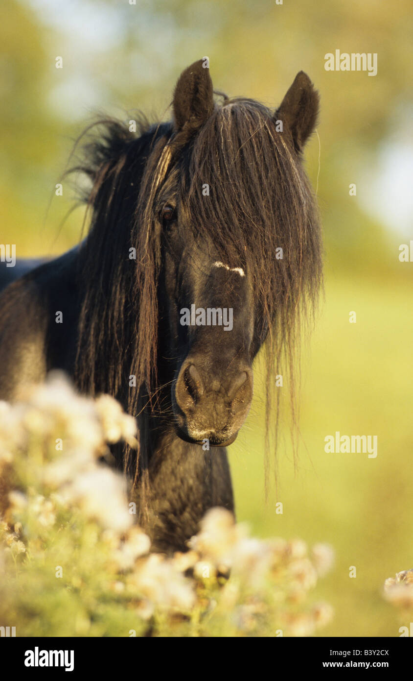 Fell pony black hi-res stock photography and images - Alamy