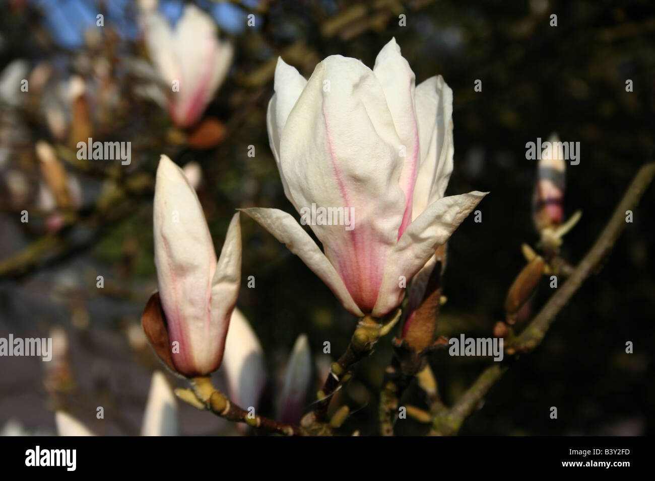 Bloomed magnolia hi-res stock photography and images - Alamy