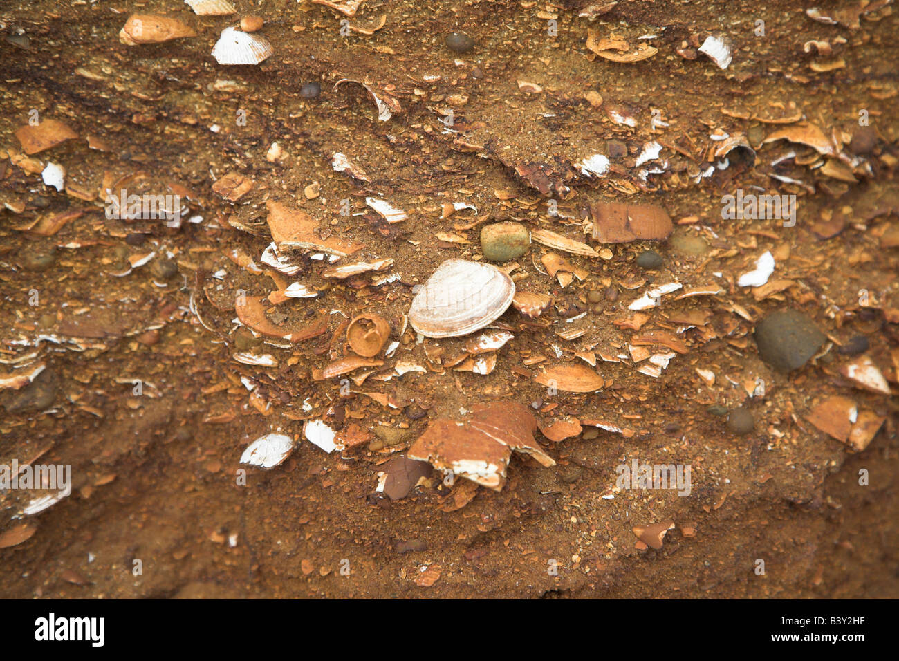 Red crag rock deposits shells hi-res stock photography and images - Alamy