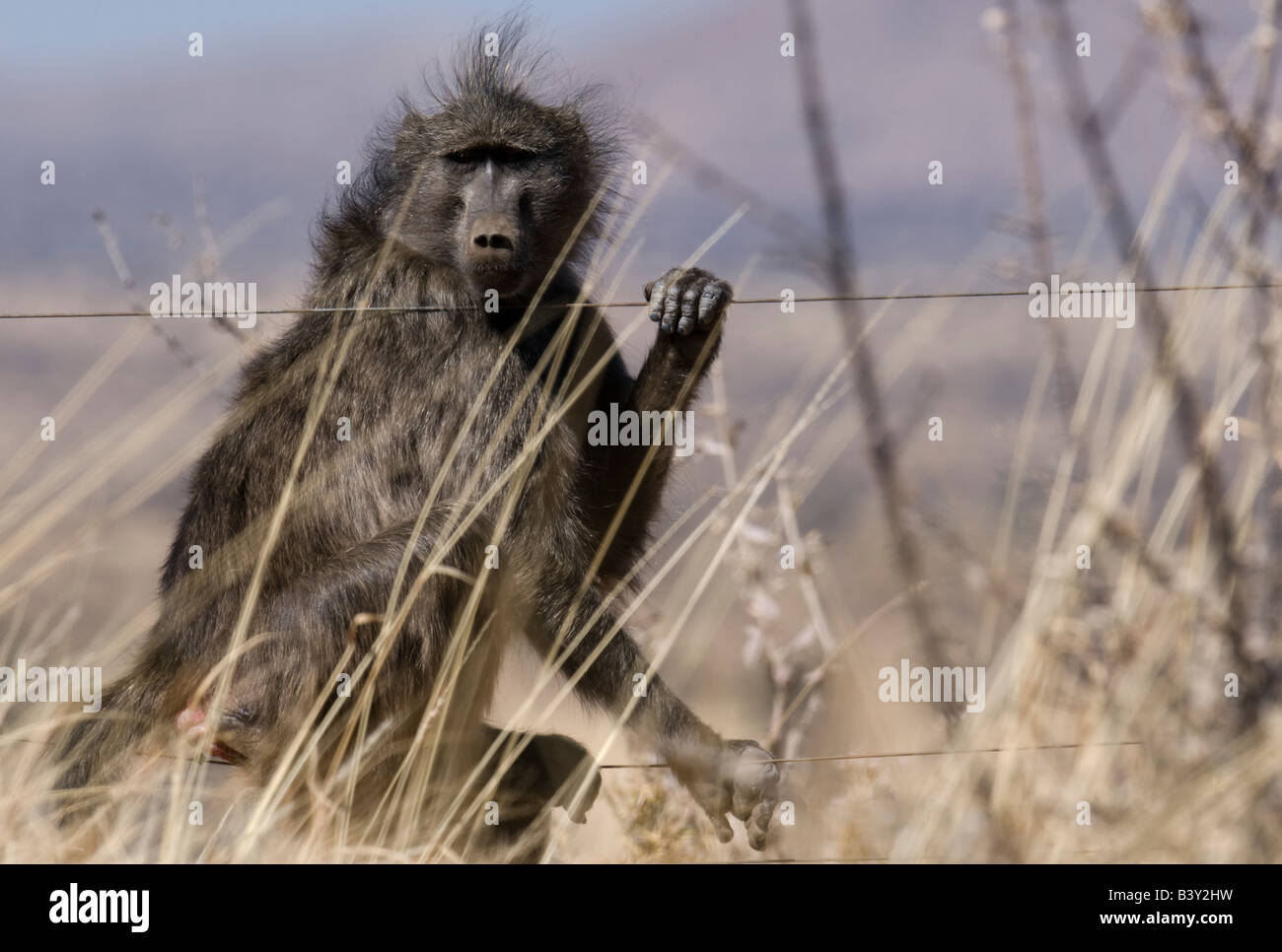 Chacma (Savannah) Baboon, Namibia. A troupe of baboons crossed our path ...