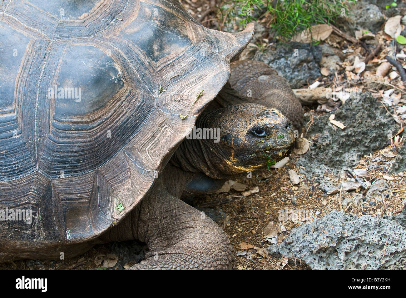 Land Tortoise, Santa Cruz, Galapagos Islands, Ecuador Stock Photo - Alamy