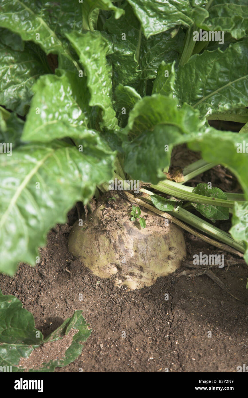 Beet root sugar hi-res stock photography and images - Alamy