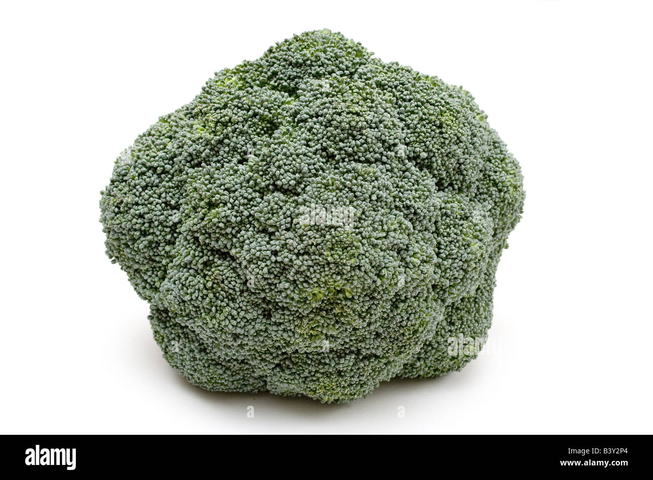 A large head of organic broccoli Stock Photo - Alamy