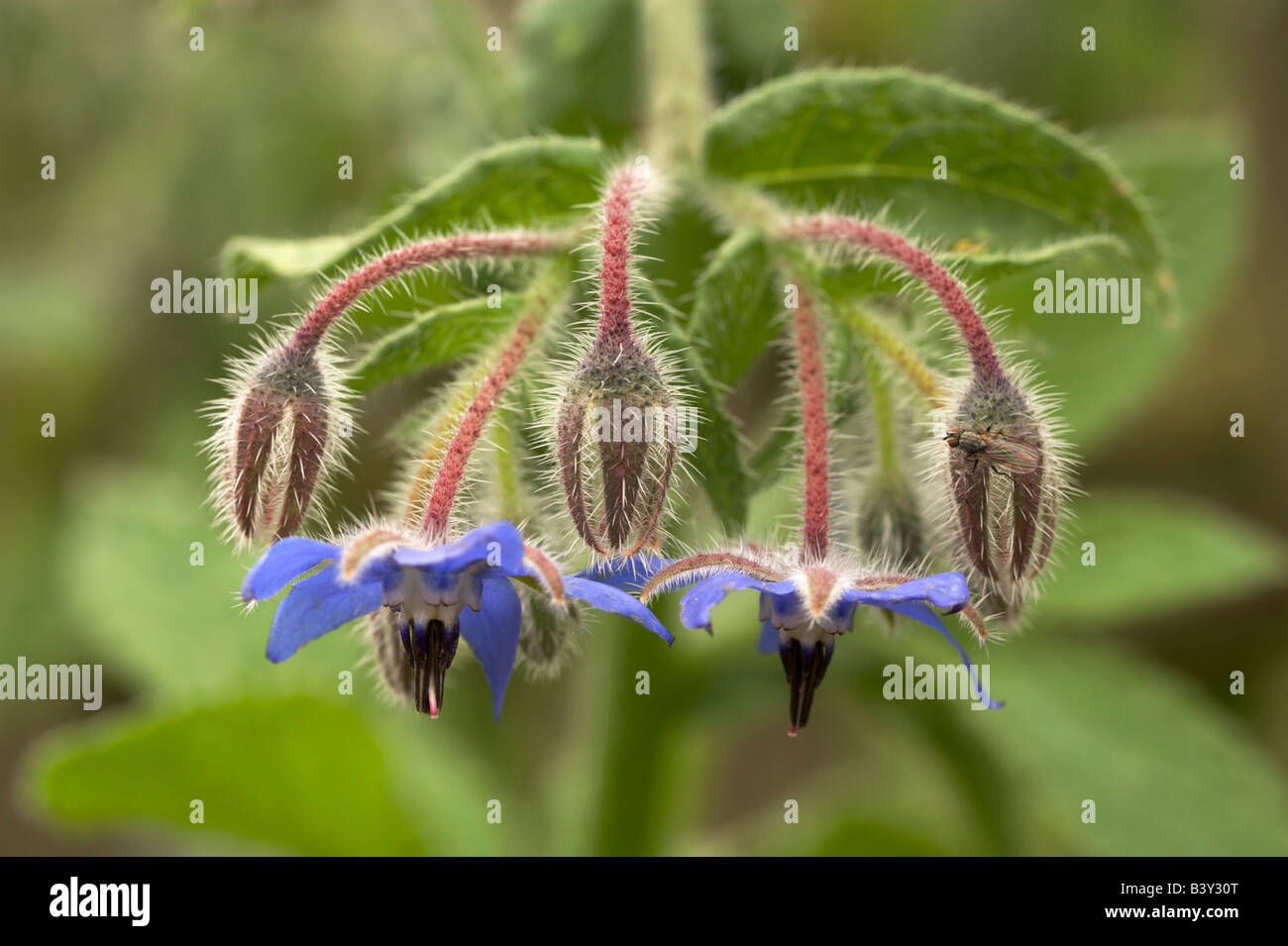 Borage flower buds hi-res stock photography and images - Alamy