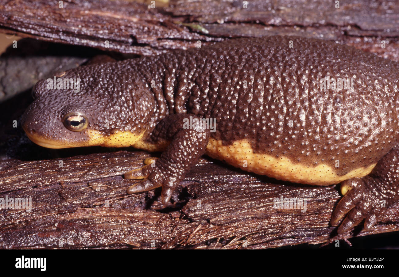 California Newt Taricha torosa native of Santa Cruz Mountains ...