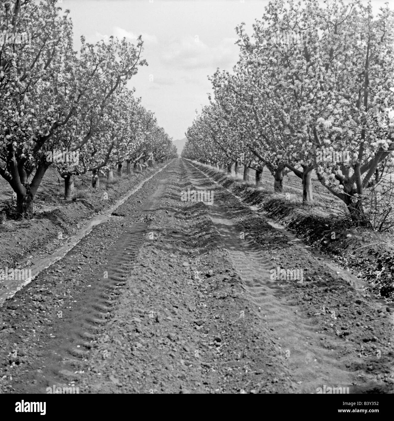orchard apple trees rows farming agriculture blooming blooms flowers ...