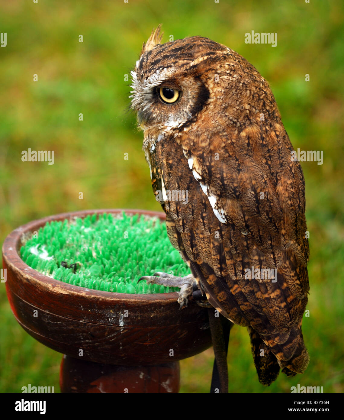 Small screech owl Stock Photo - Alamy
