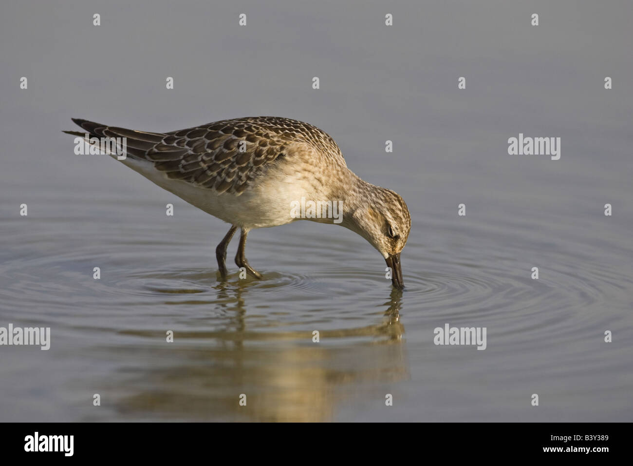 Juvenile Curlew Sandpiper (Calidris ferruginea) feeding in shallows ...