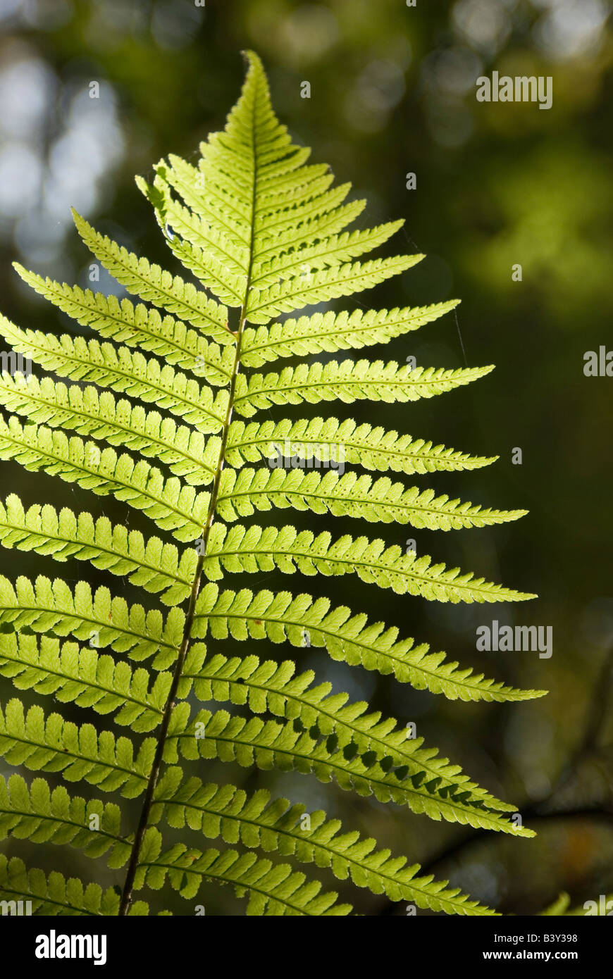 Backlit fern leaves hi-res stock photography and images - Alamy