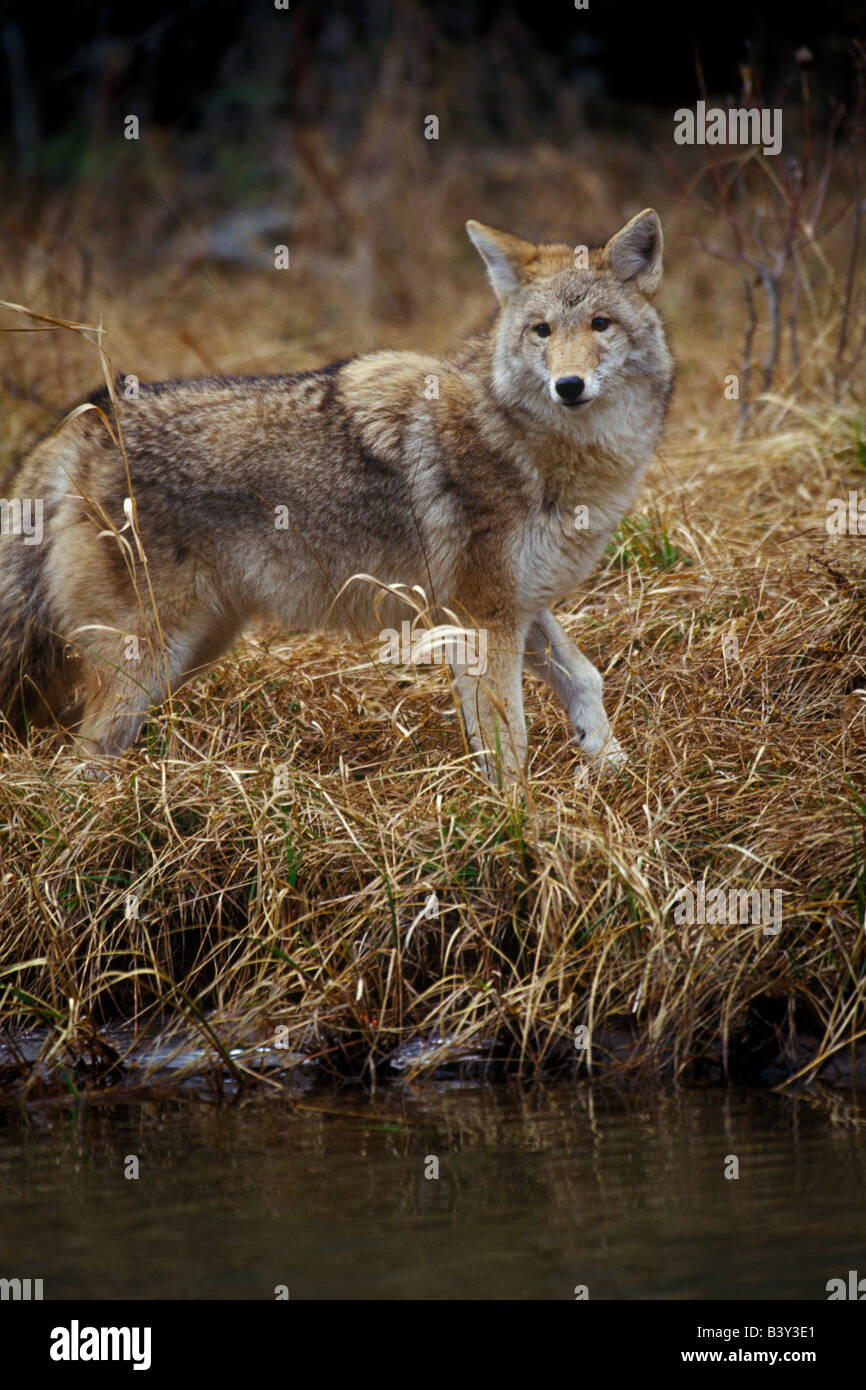 Montana Silver Coyote Stock Photo - Alamy