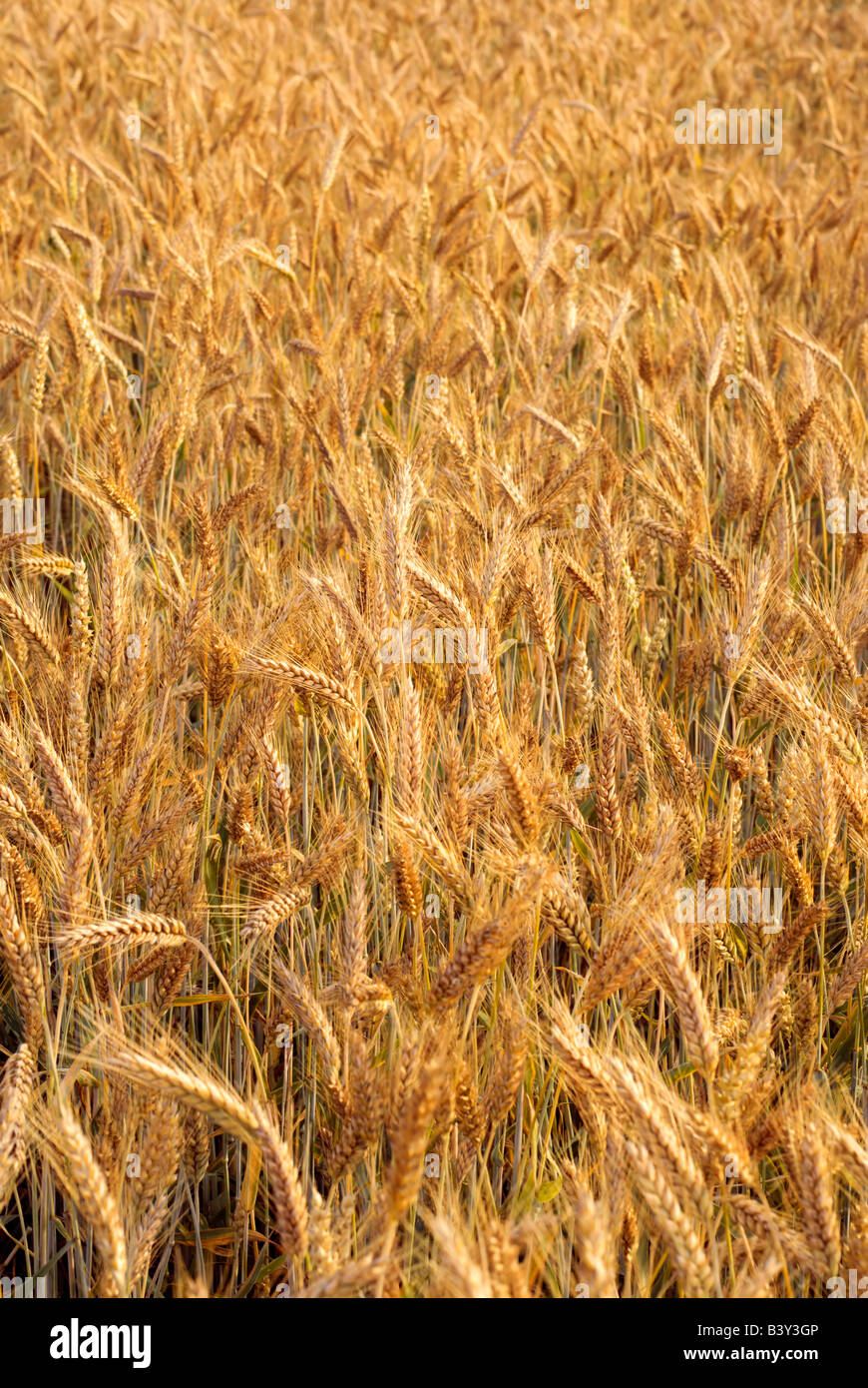 Triticale cultivation (hybrid of wheat and rye). Adobe RGB (1998 Stock ...