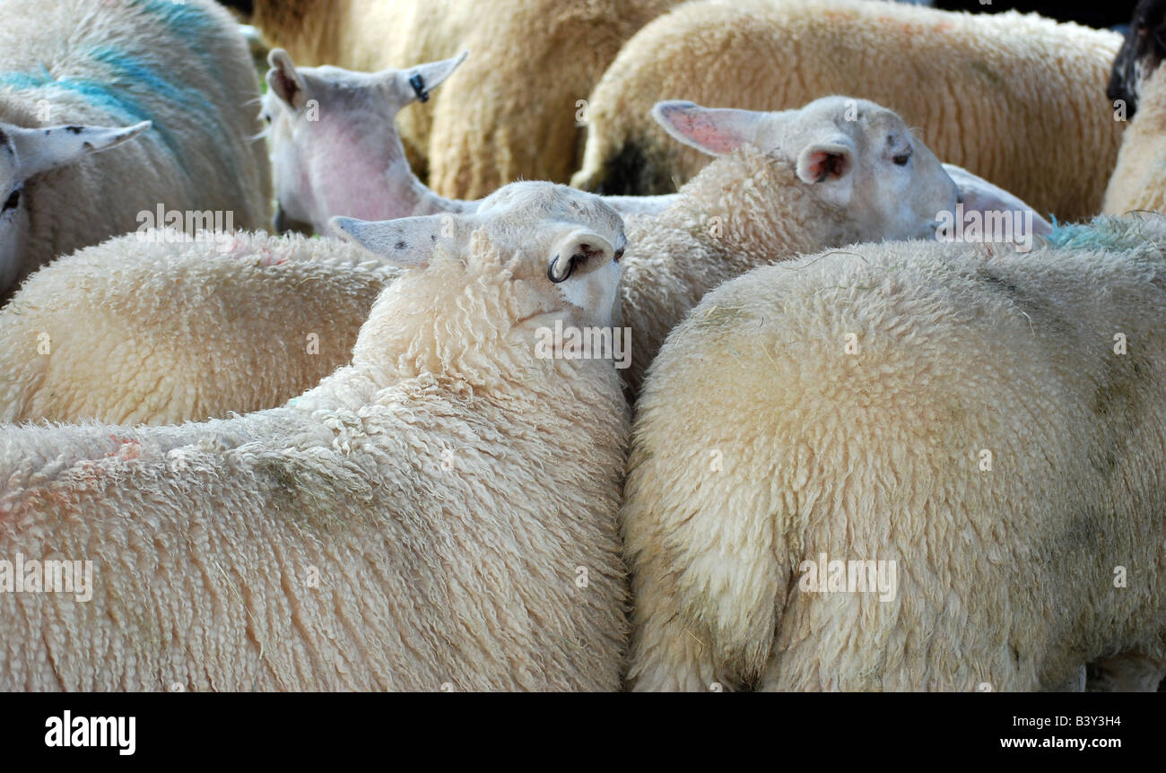 Penned sheep hi-res stock photography and images - Alamy