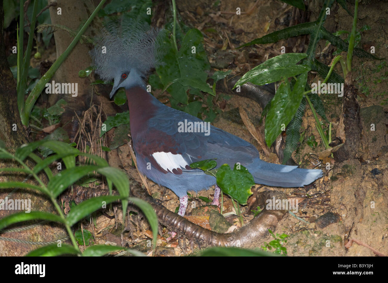 Maroon breasted crowned pigeon also known as Southern Crowned Pigeon ...