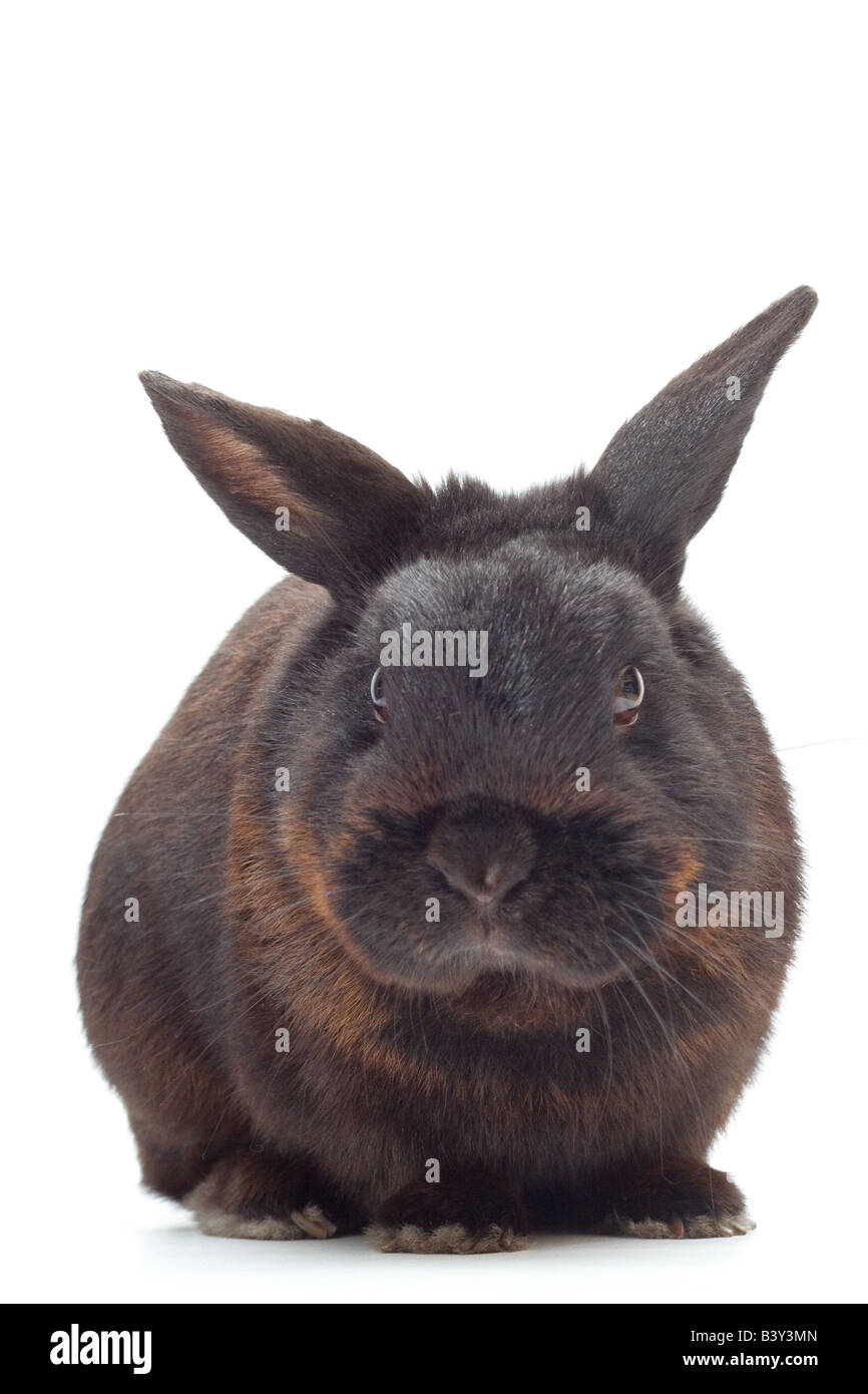 A black dwarf rabbit in a studio Stock Photo - Alamy