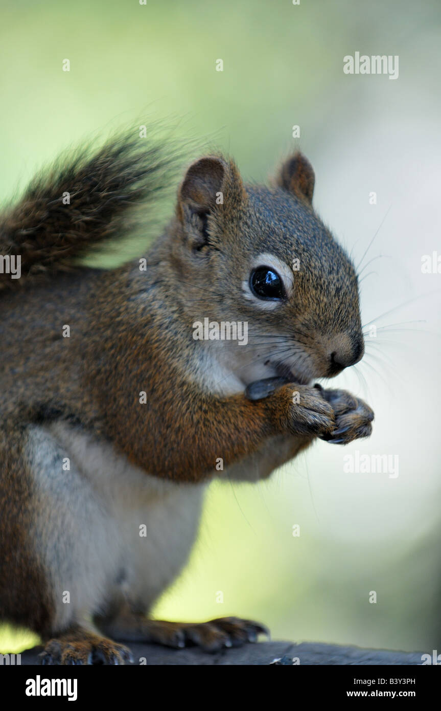 Red Squirrel 0822 Stock Photo - Alamy