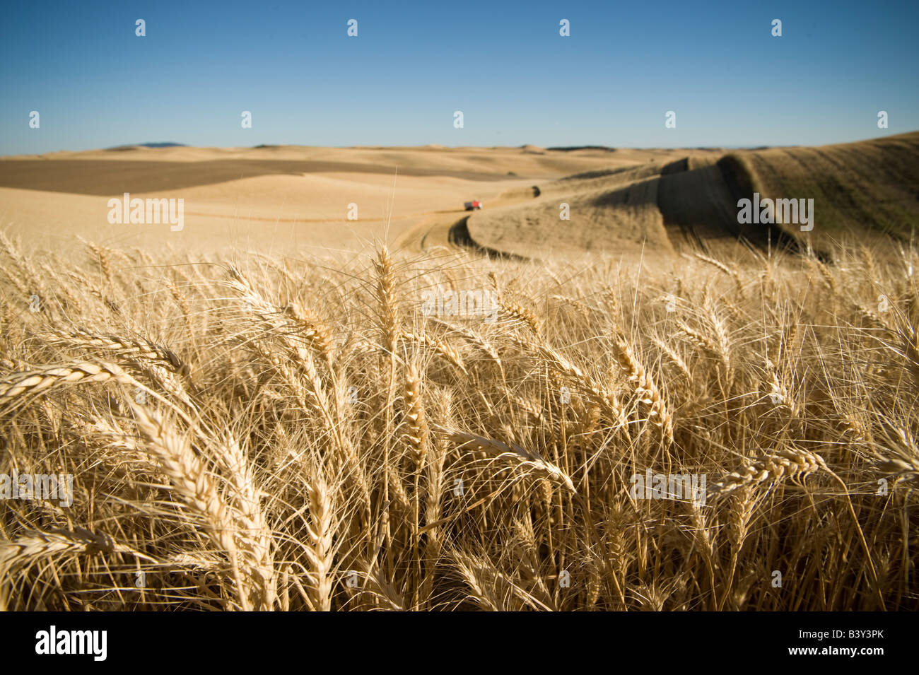 Wheat Harvest in Palouse, Washington, USA Stock Photo - Alamy