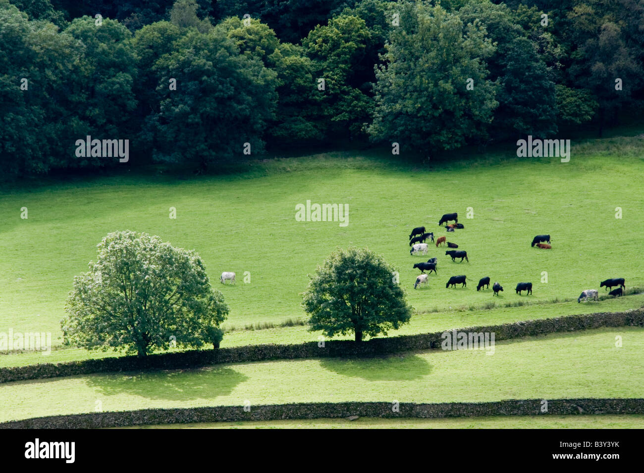 Field of cows hi-res stock photography and images - Alamy