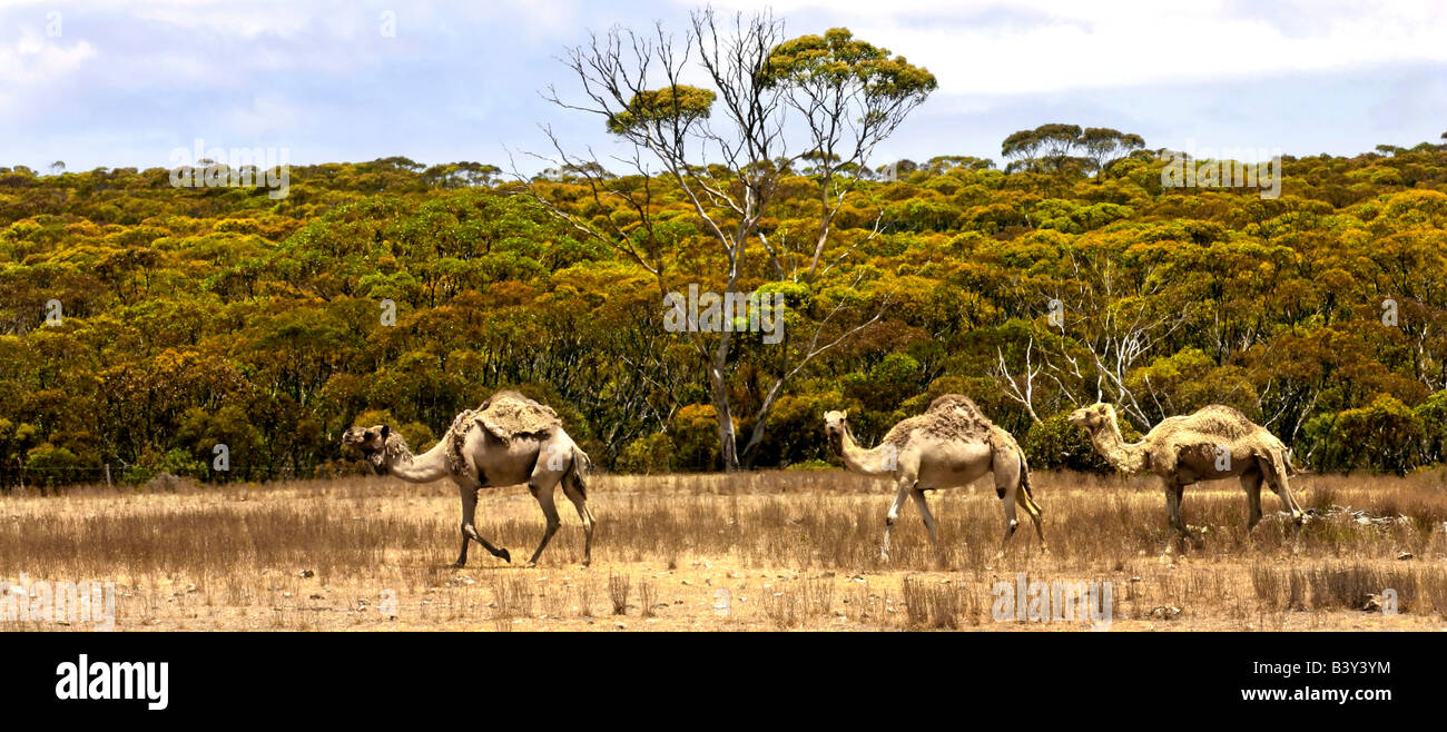 Australian outback australasia oceania day geography photograph outdoor ...