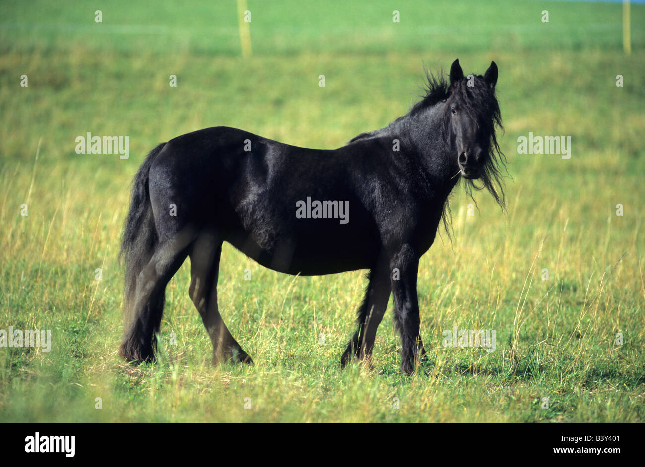 Fell pony hi-res stock photography and images - Alamy