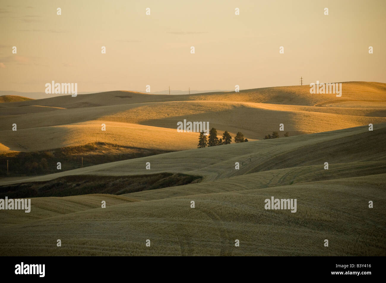 Wheat Harvest in Palouse, Washington, USA Stock Photo - Alamy