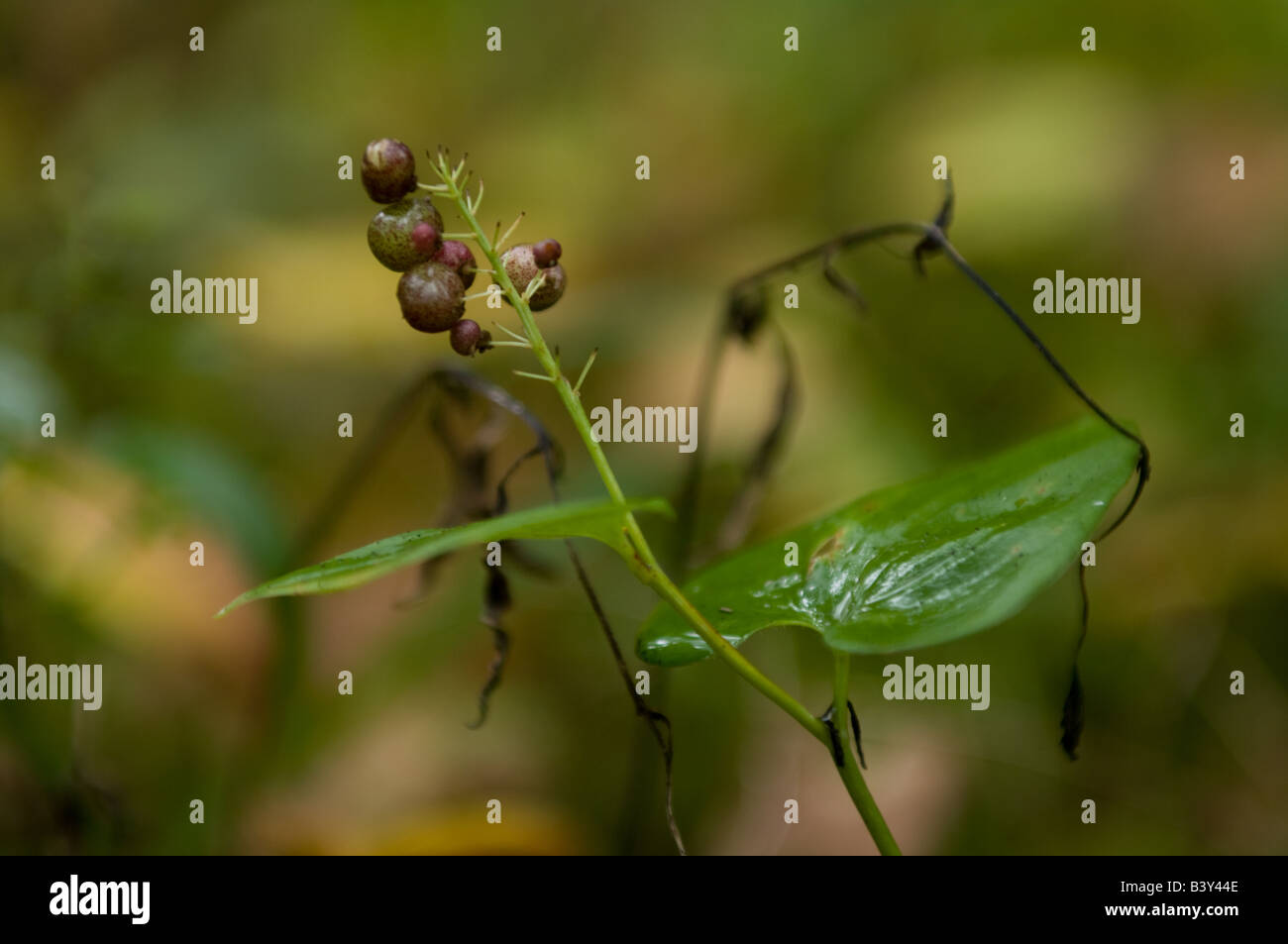 Bifolium hi-res stock photography and images - Alamy