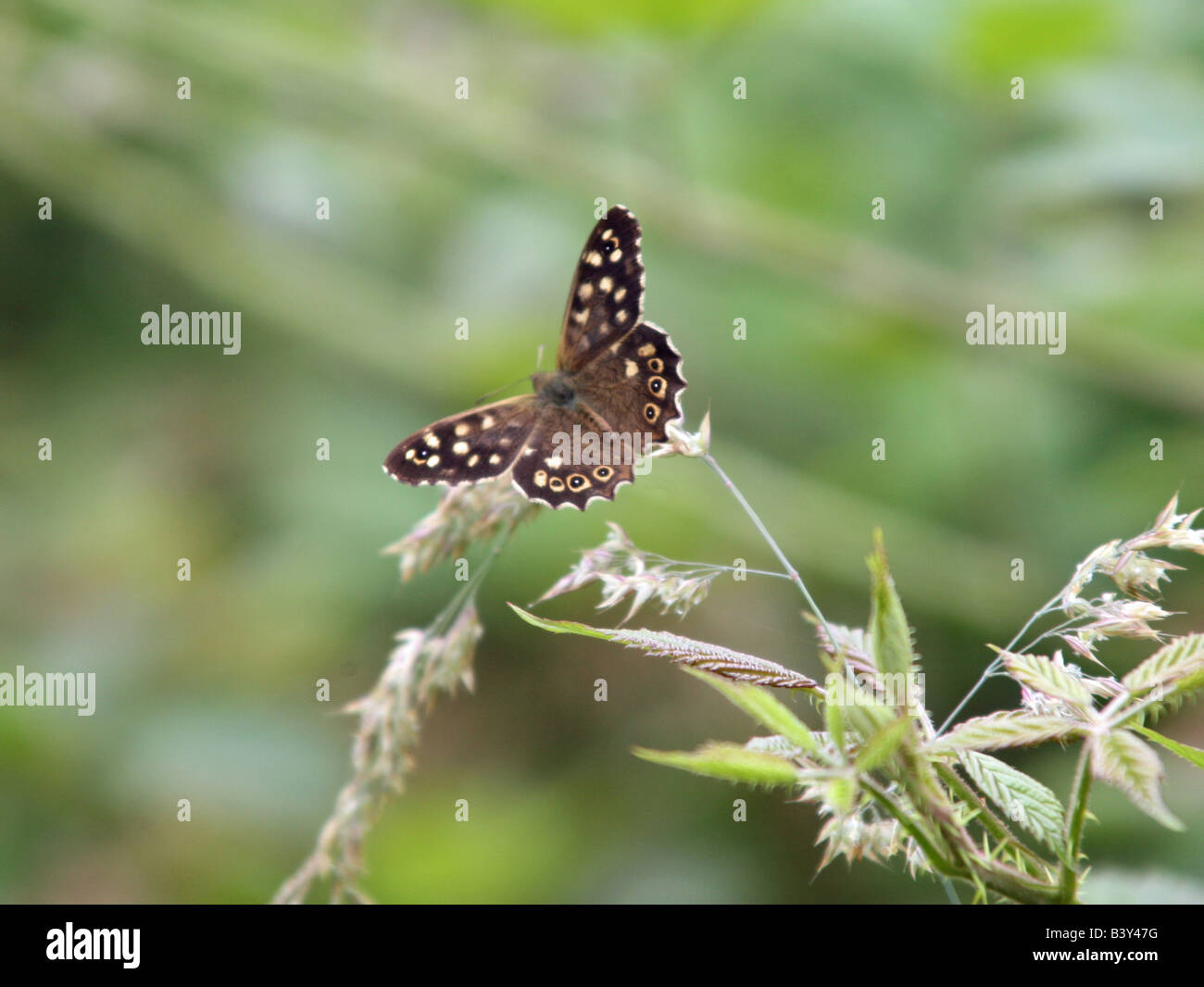 Speckled Wood Pararge aegeria butterfly Stock Photo - Alamy