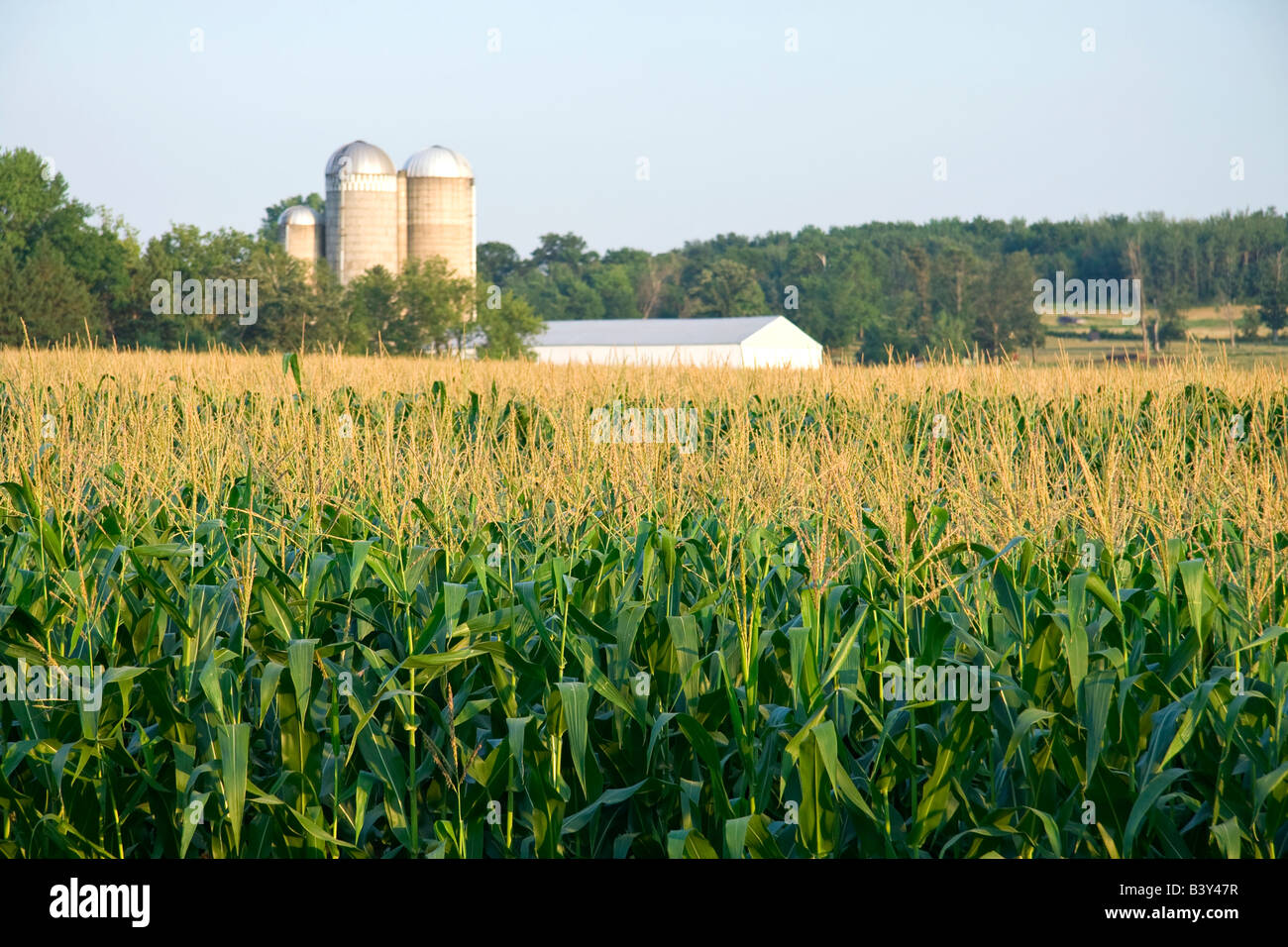 Maize field with silo and farm in distance Stock Photo - Alamy