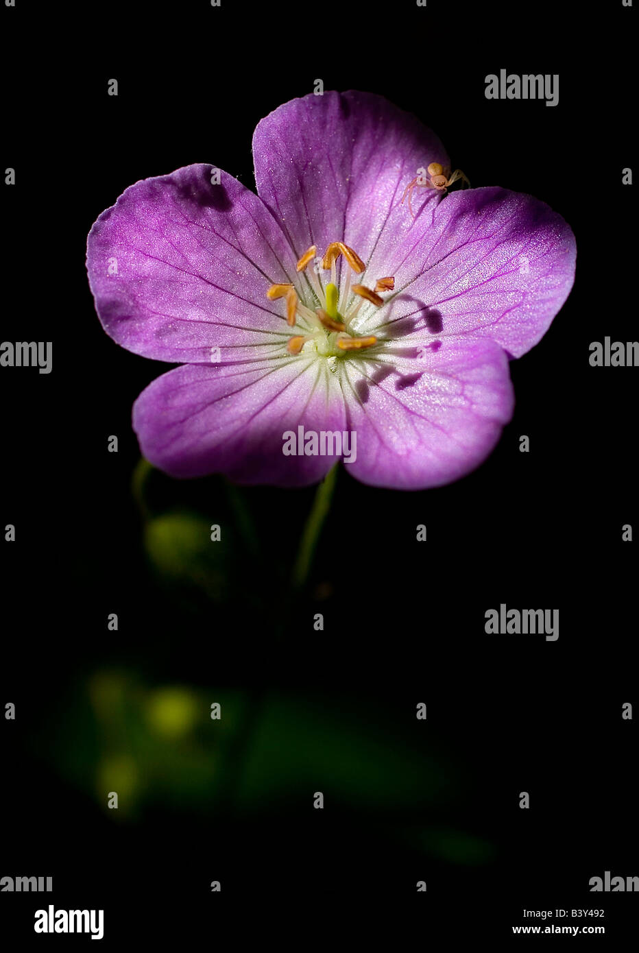 A Wild Germanium growing in Waushara County Wisconsin Stock Photo - Alamy