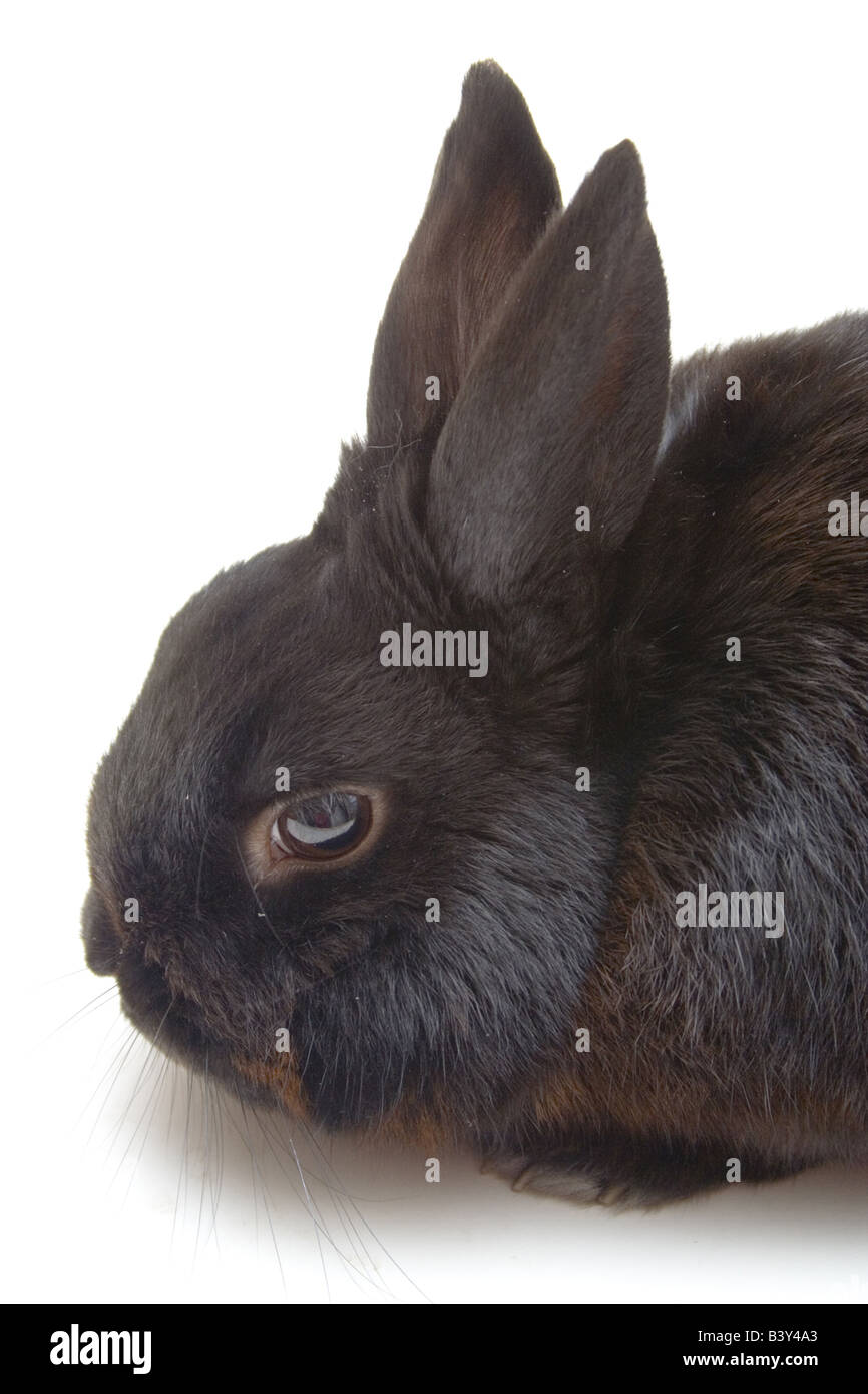 A black dwarf rabbit in a studio Stock Photo - Alamy
