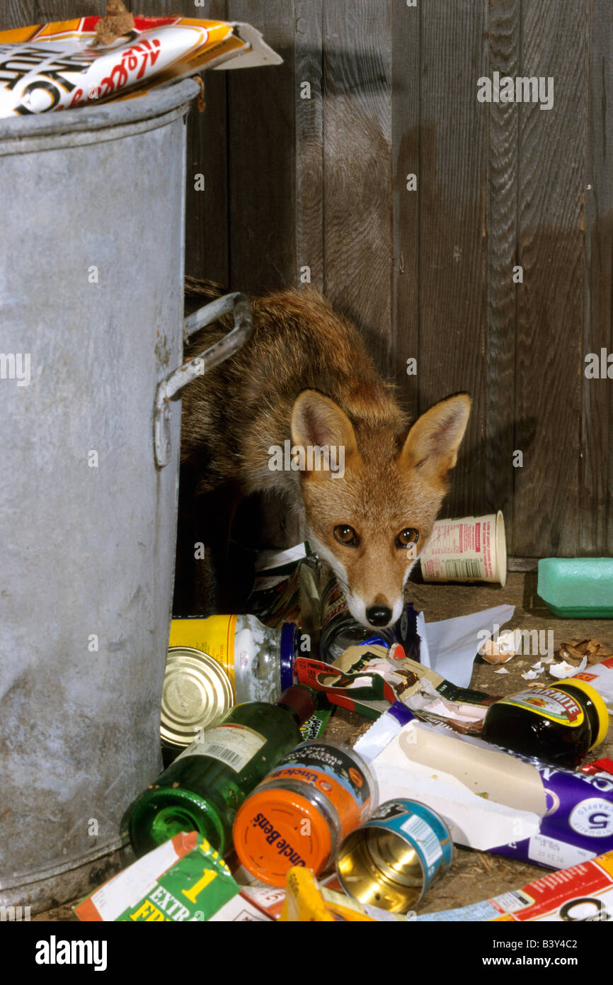 Red Fox (Vulpes vulpes) scavenging for food around dustbin Stock Photo ...
