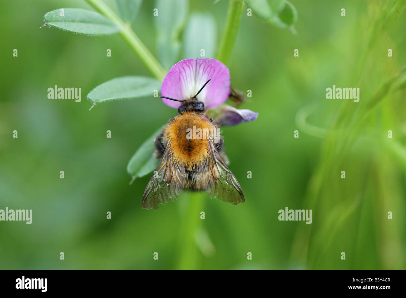 A bee on a flower Stock Photo - Alamy