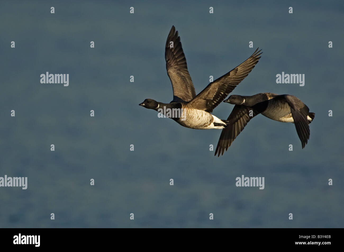 Two brant geese hi-res stock photography and images - Alamy