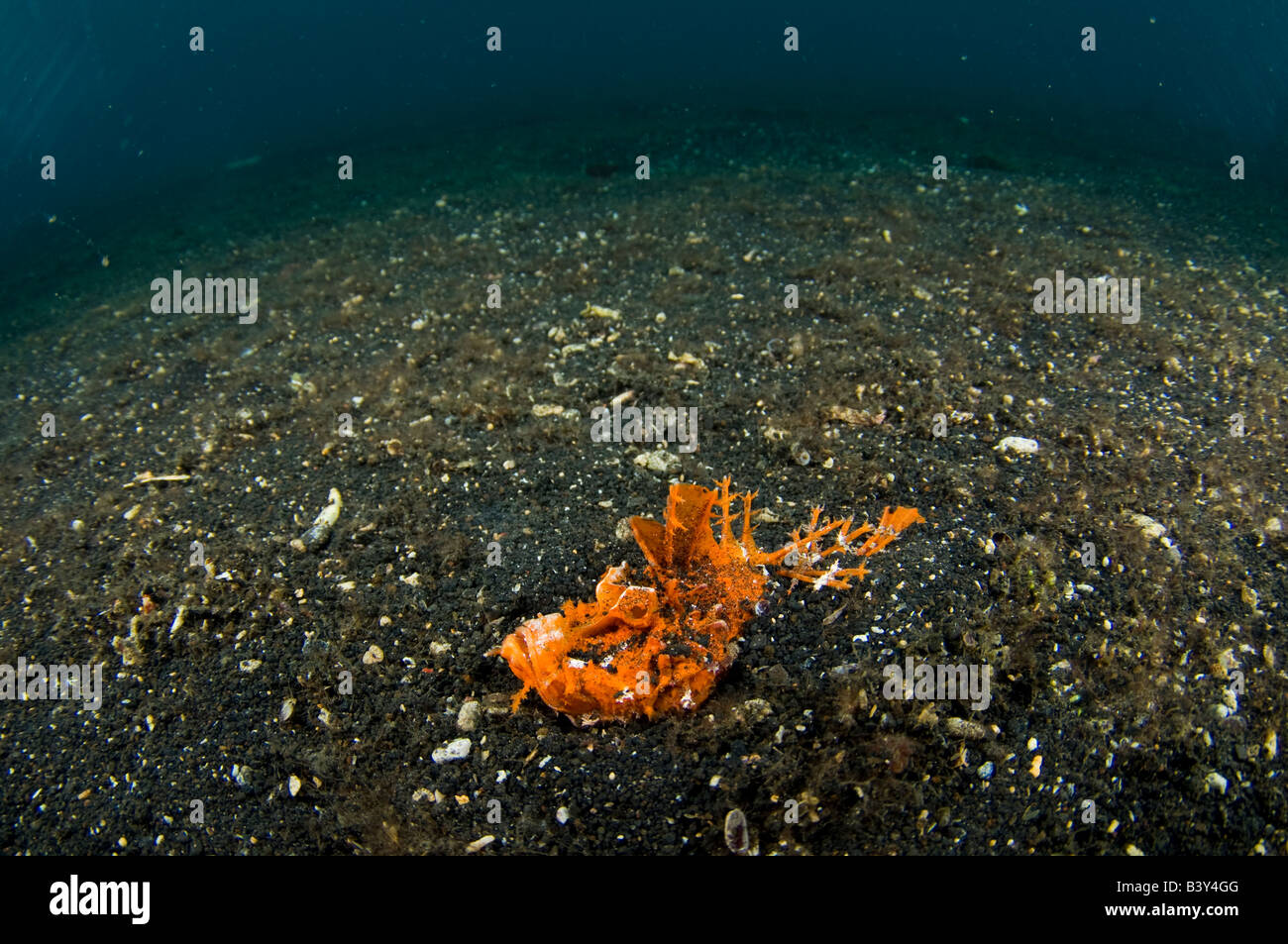 Rare orange variety of the Spiny Devilfish Inimicus didactylus ...