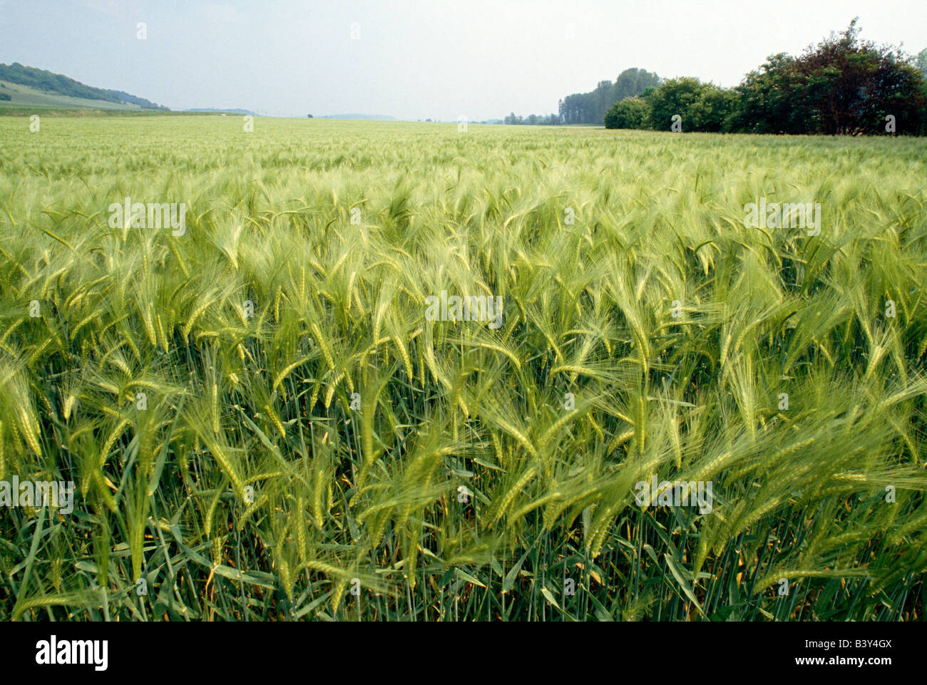 Farm fields in the Normandy Region of France Stock Photo - Alamy