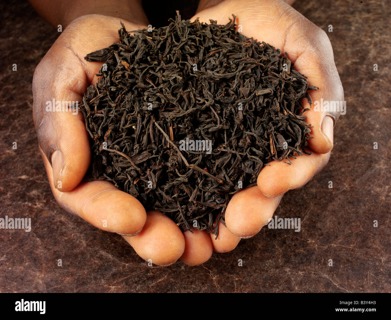 MAN HOLDING BLACK TEA LEAVES Stock Photo - Alamy