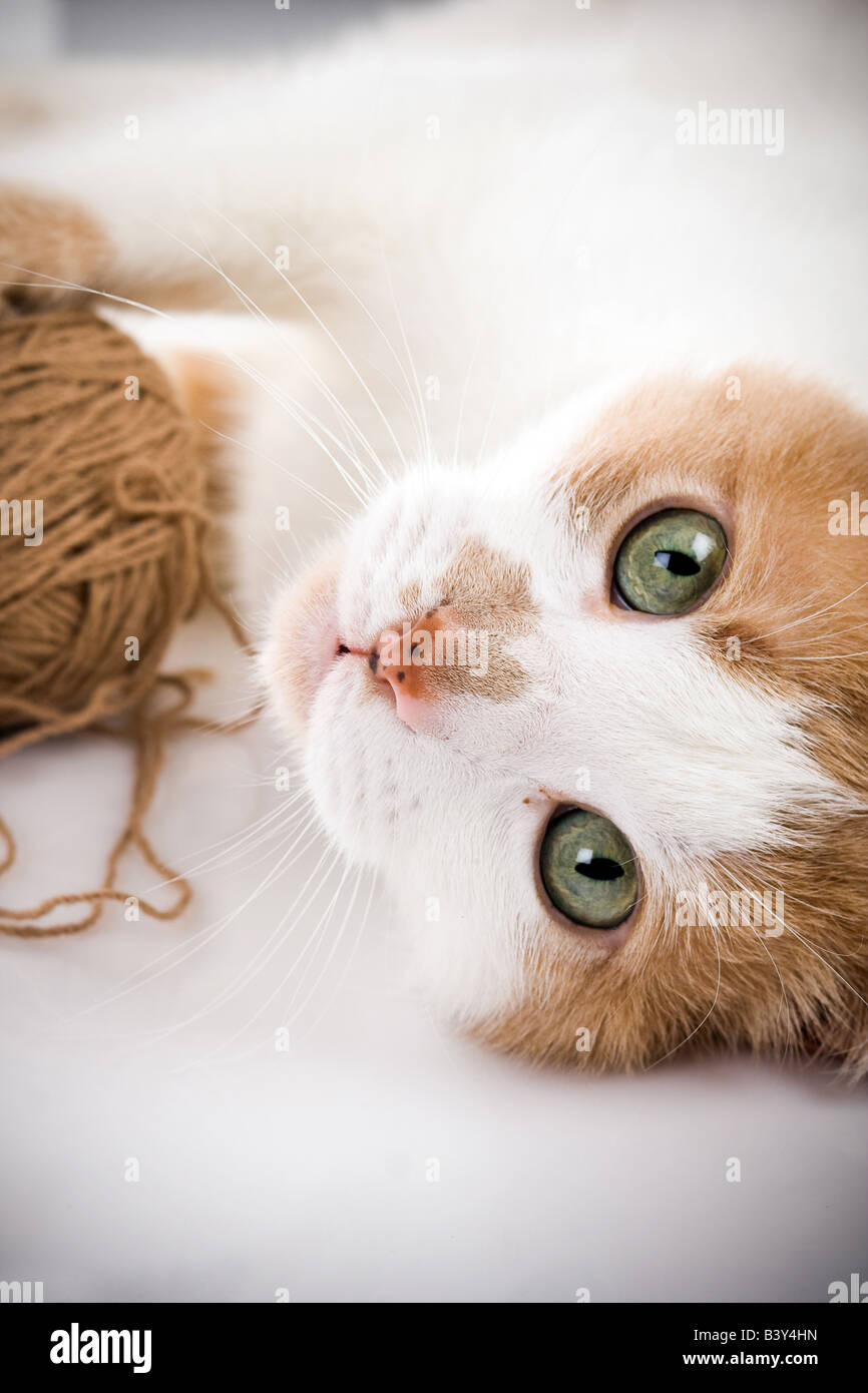 Kitten playing with wool ball Stock Photo - Alamy