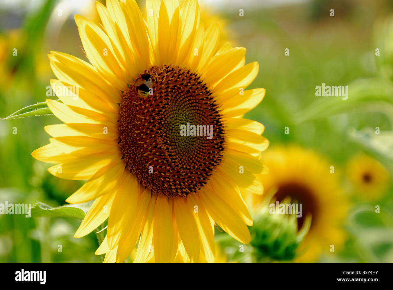 Helianthus Annuus Corolla High Resolution Stock Photography and Images ...