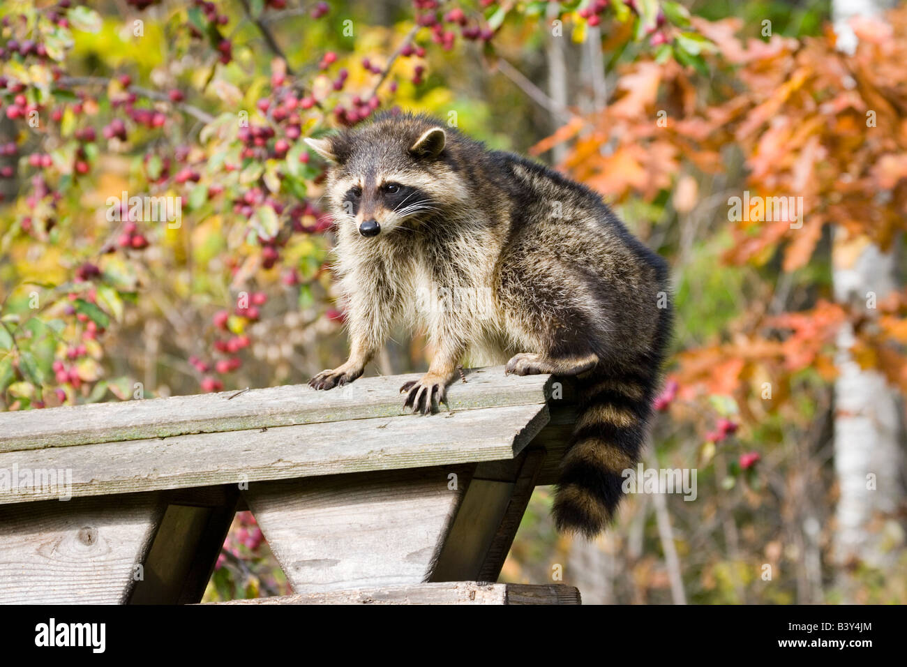 Northern Raccoon Procyon lotor Stock Photo - Alamy