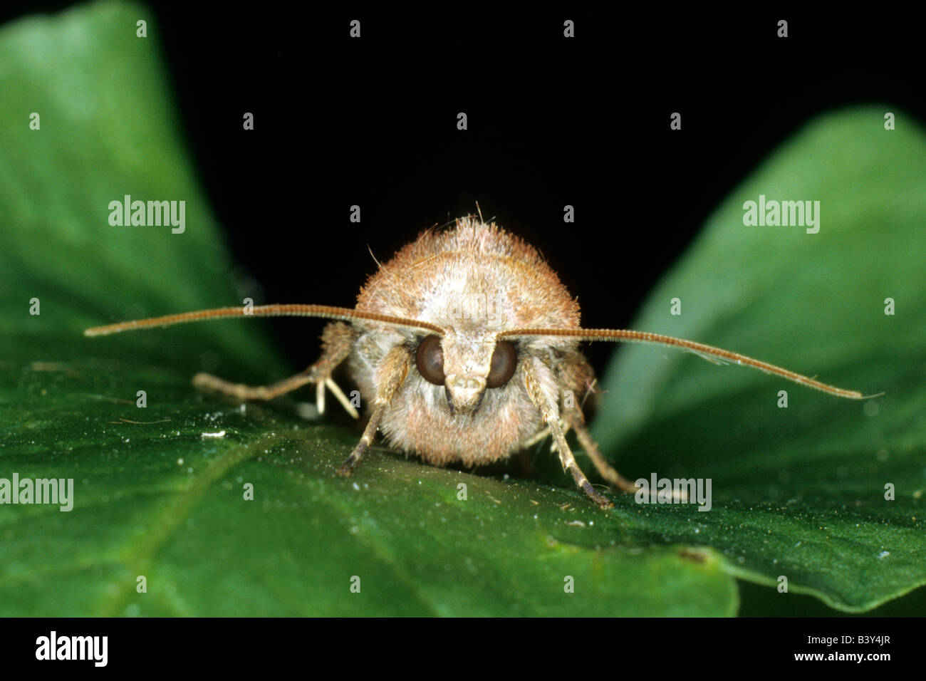 Red headed Chestnut (Conistra erythrocephala) adult on a leaf seen head ...