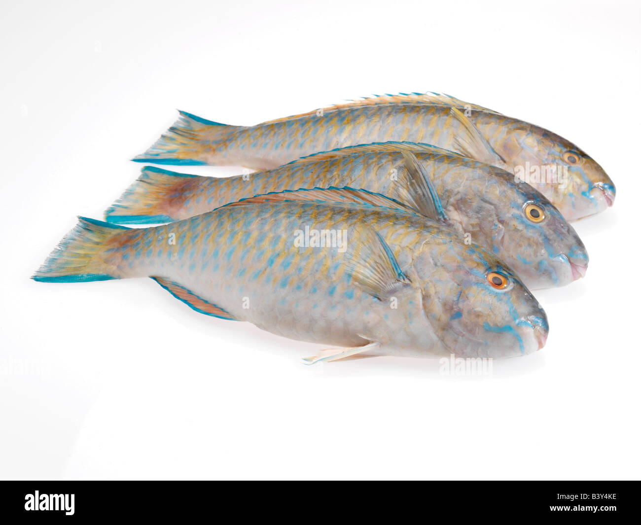 Parrotfish parrot fishes parrotfishes hi-res stock photography and ...