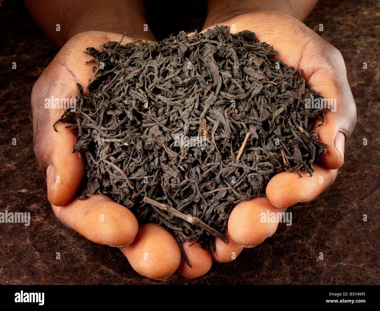MAN HOLDING BLACK TEA LEAVES Stock Photo - Alamy
