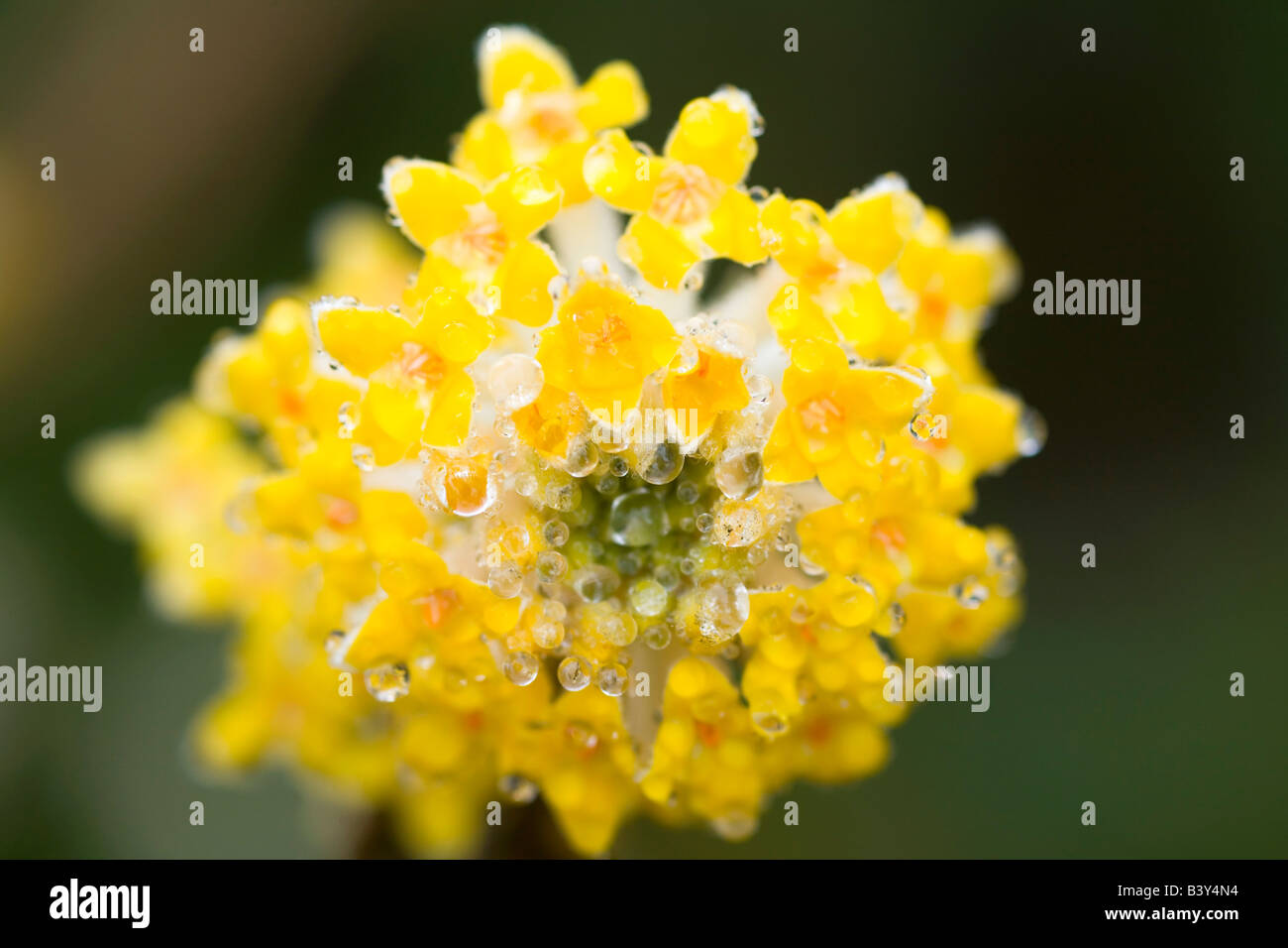 Yellow flower, close-up Stock Photo - Alamy