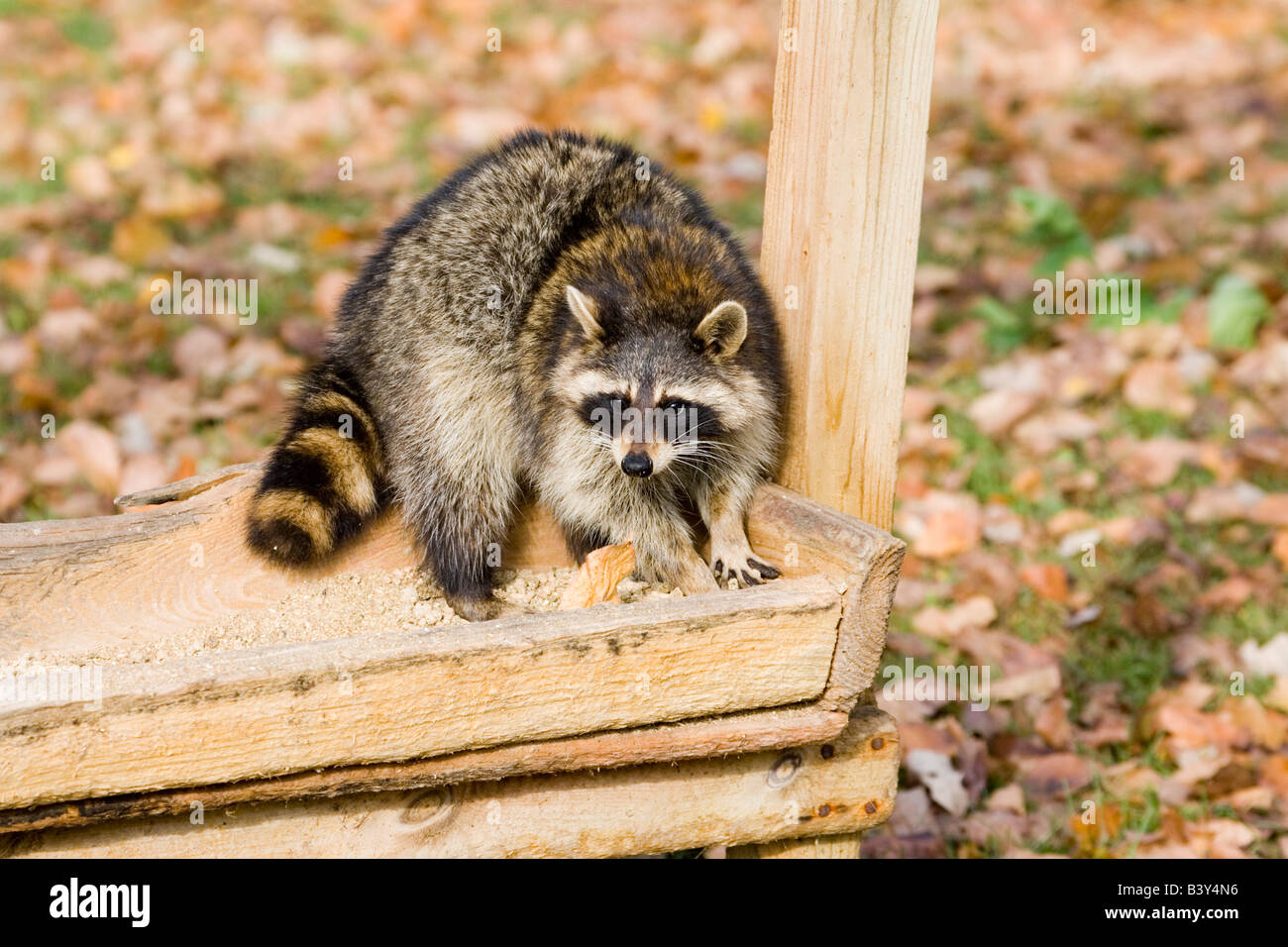 Northern Raccoon Procyon lotor Stock Photo - Alamy