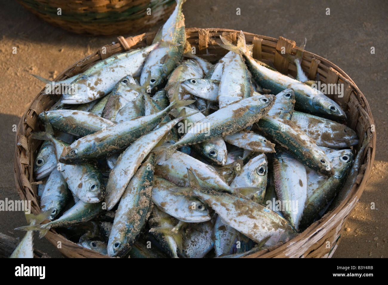 Indian mackerels hi-res stock photography and images - Alamy