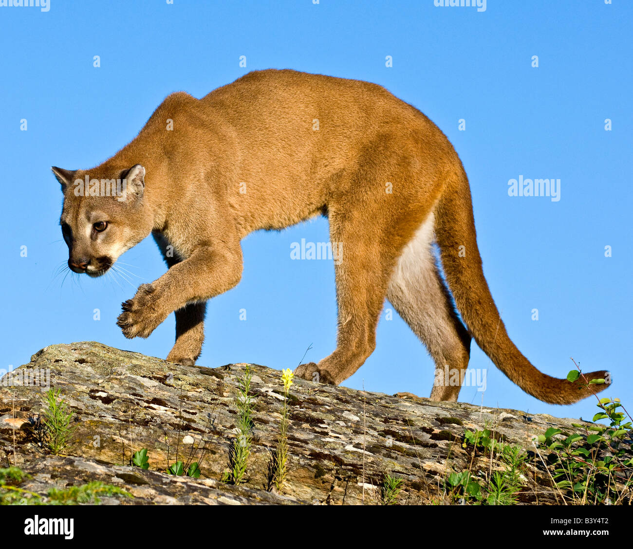 Mountain lion stalking along the top of a rocky ridge Stock Photo - Alamy